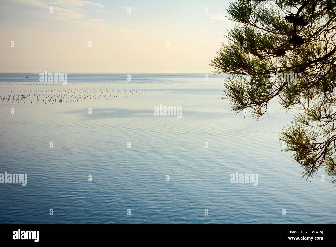 Farm of seashells are placed on an open sea and silhouettes of far away ...