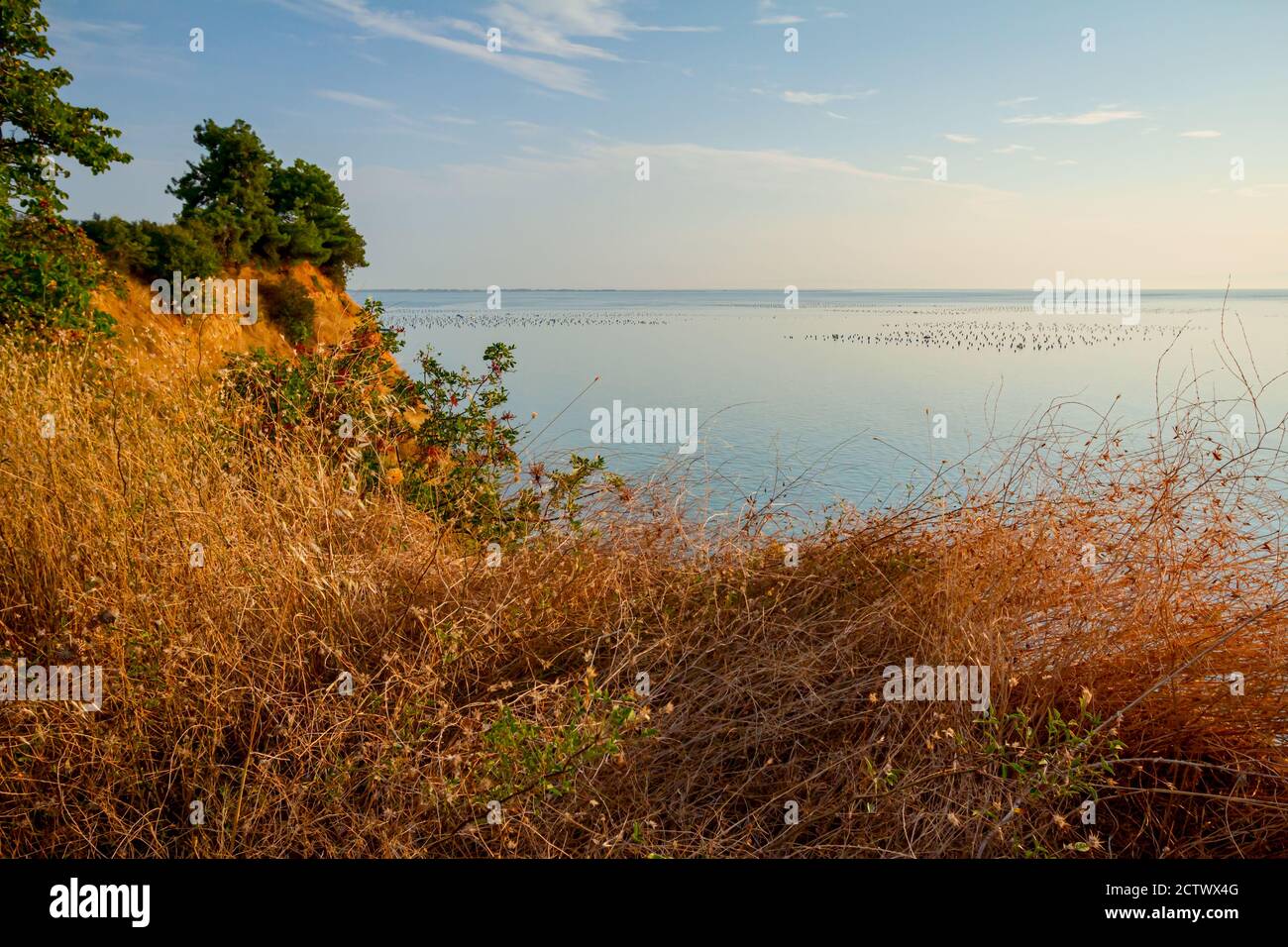 Rocky cliff with vegetation above peaceful bay and farm of seashells ...