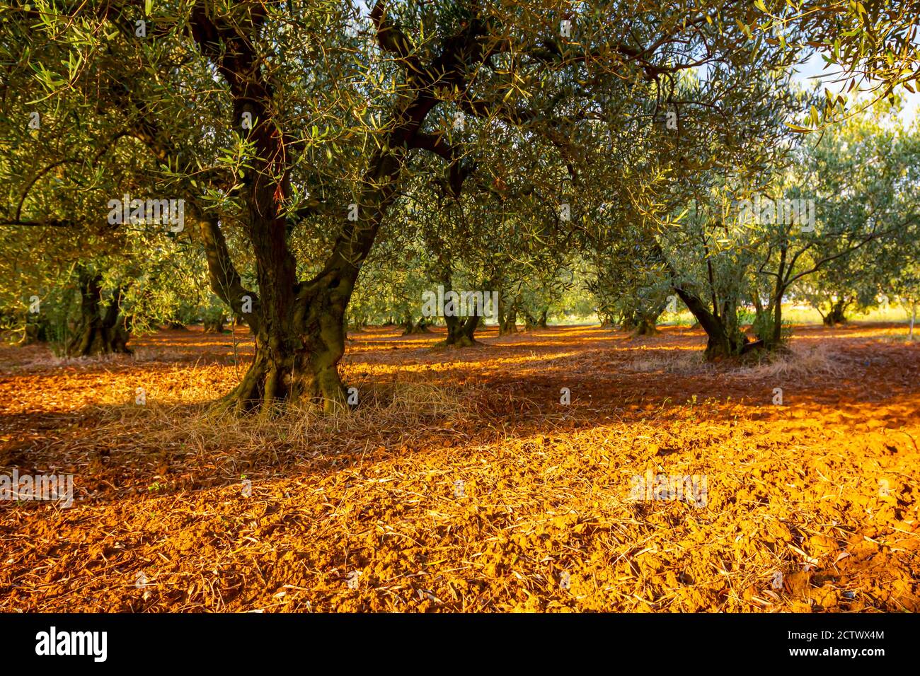 View on the canopies of green olive trees at plantation Stock Photo - Alamy
