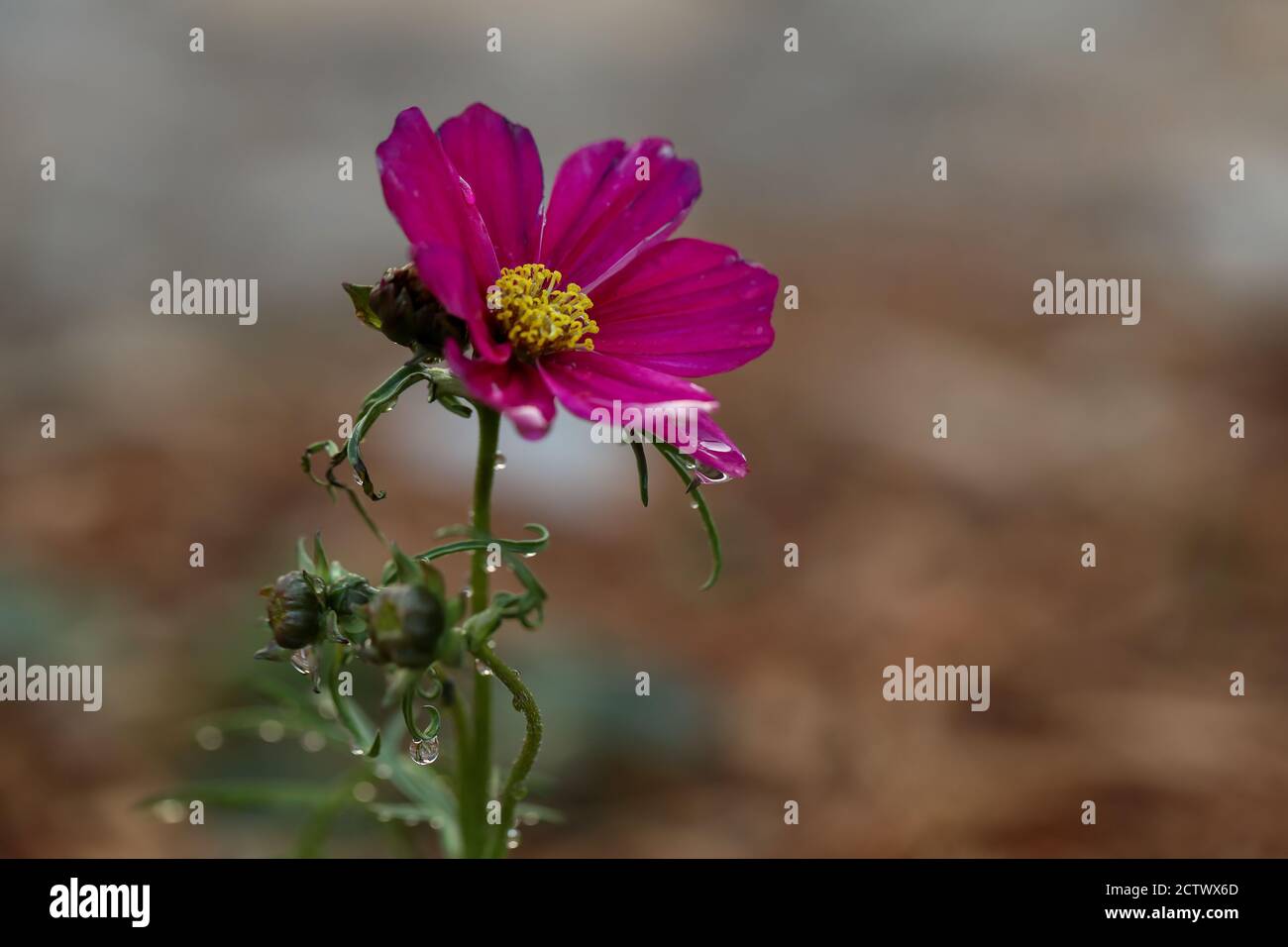 Closeup shot of a purple cosmos flower in a garden with a blurred ...