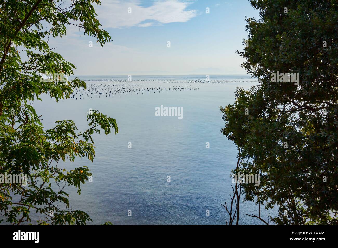Trees With Open Canopy High Resolution Stock Photography and Images - Alamy