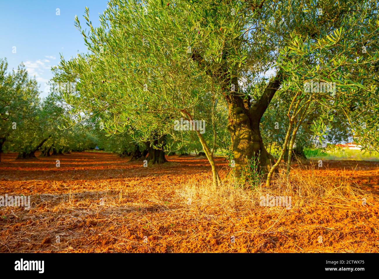 View on the canopies of green olive trees at plantation Stock Photo - Alamy