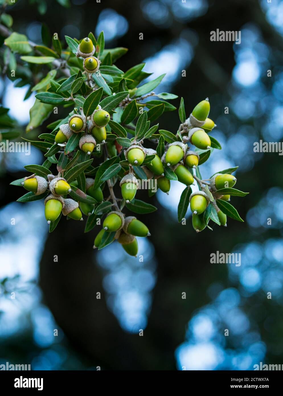 Centennial holm oak in the Roman Church of Santa Maria de Bareyo ...