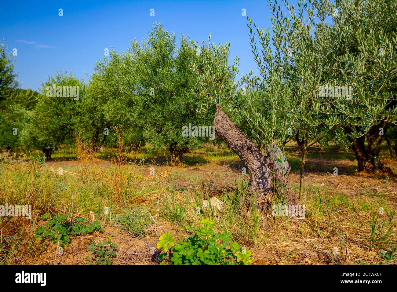 Canopies of green olive trees at plantation, young sprout tree grows ...