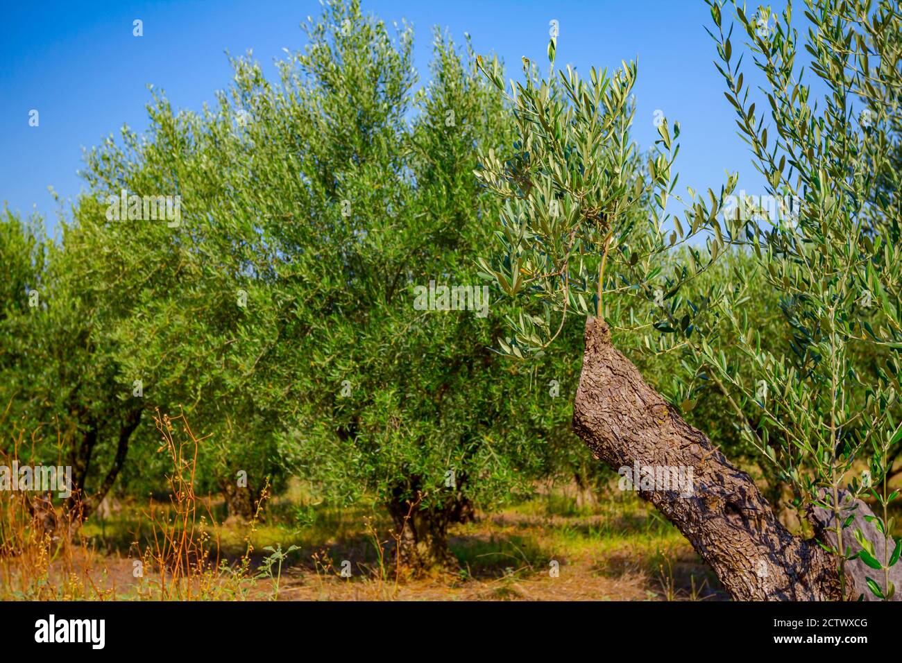 View on the canopies of green olive trees at plantation Stock Photo - Alamy