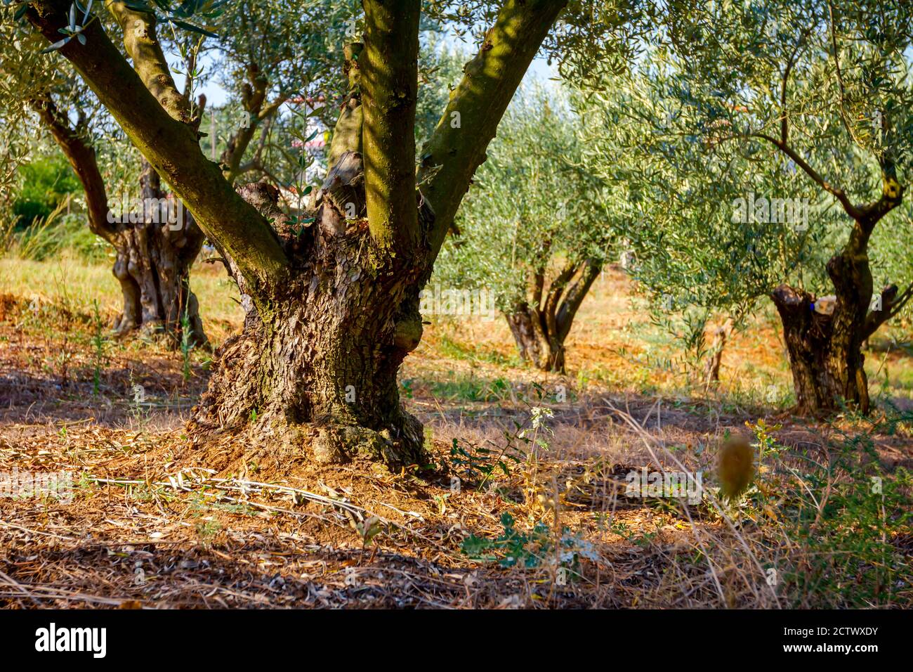 View on the canopies of green olive trees at plantation Stock Photo - Alamy