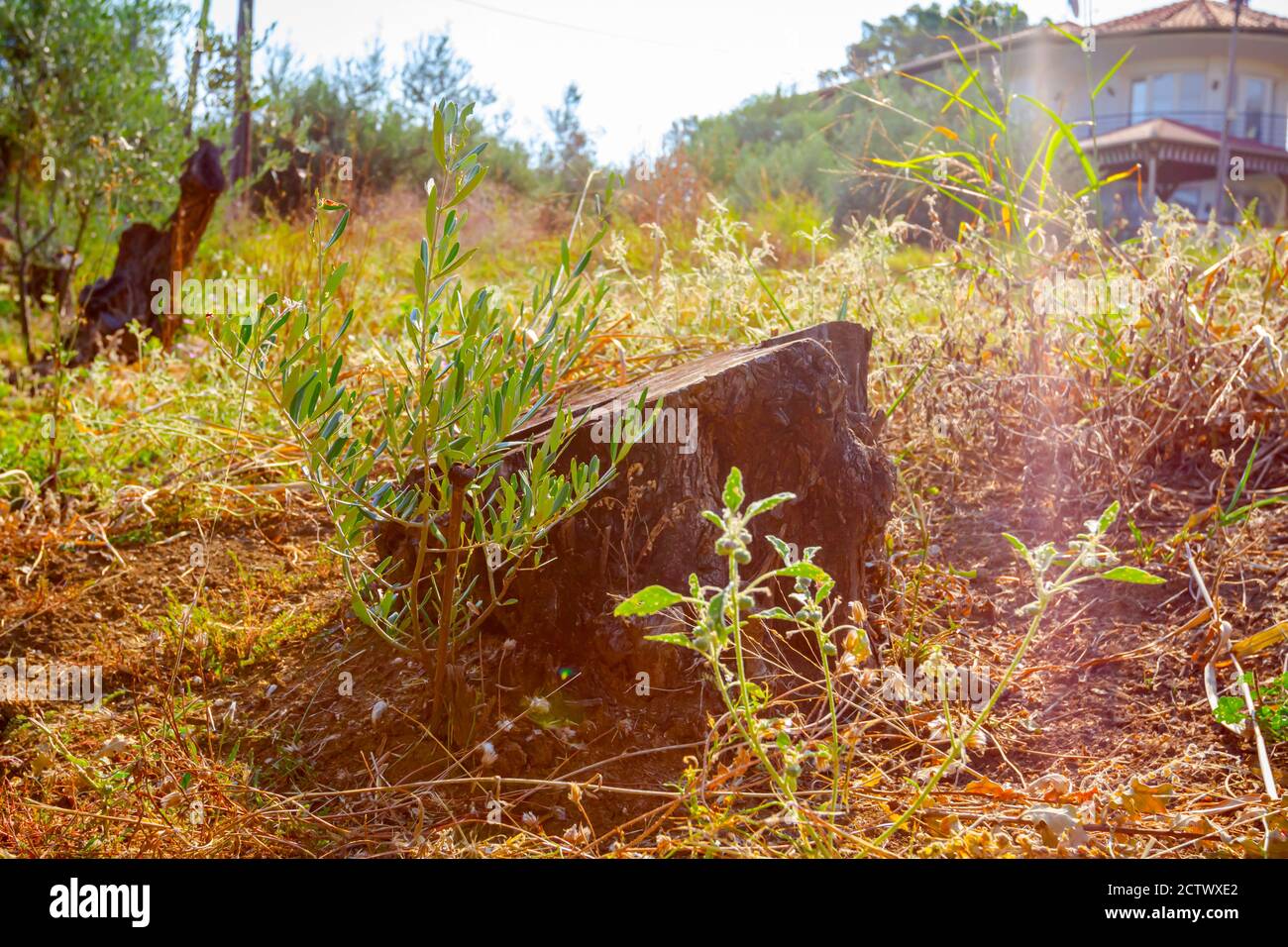 Canopies of green olive trees at plantation, young sprout tree grows ...