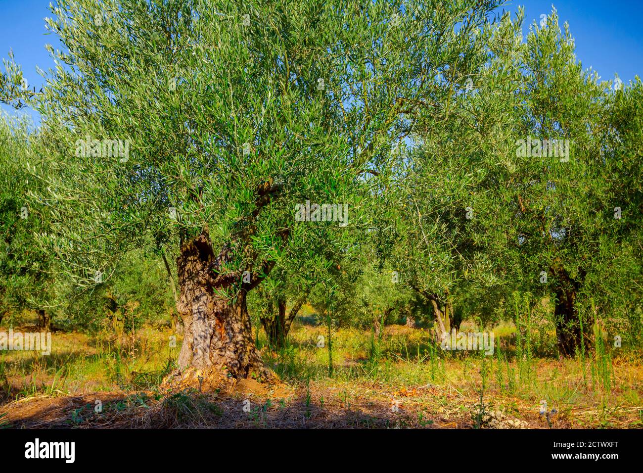 View on the canopies of green olive trees at plantation Stock Photo - Alamy