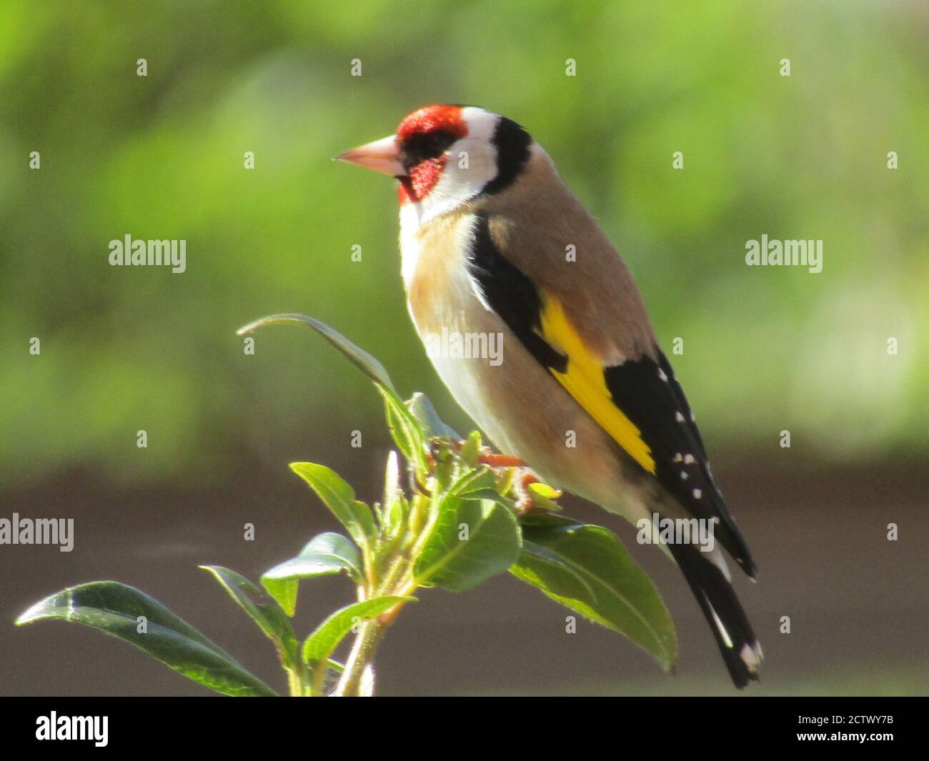 Goldfinch outside my window during lockdown 2 Stock Photo - Alamy