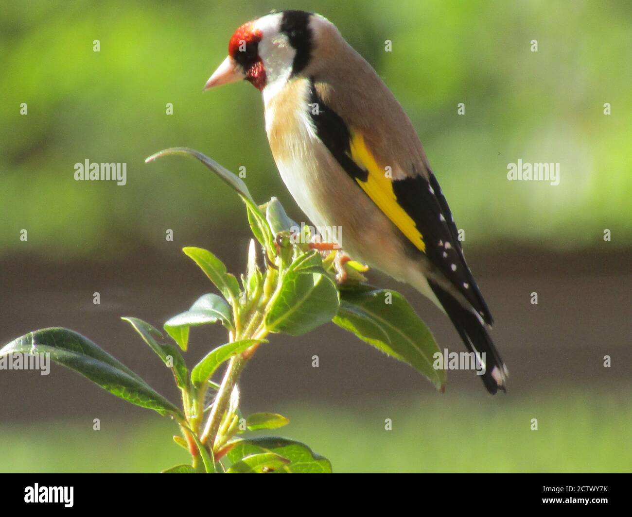 Goldfinch outside my window during lockdown 1 Stock Photo - Alamy