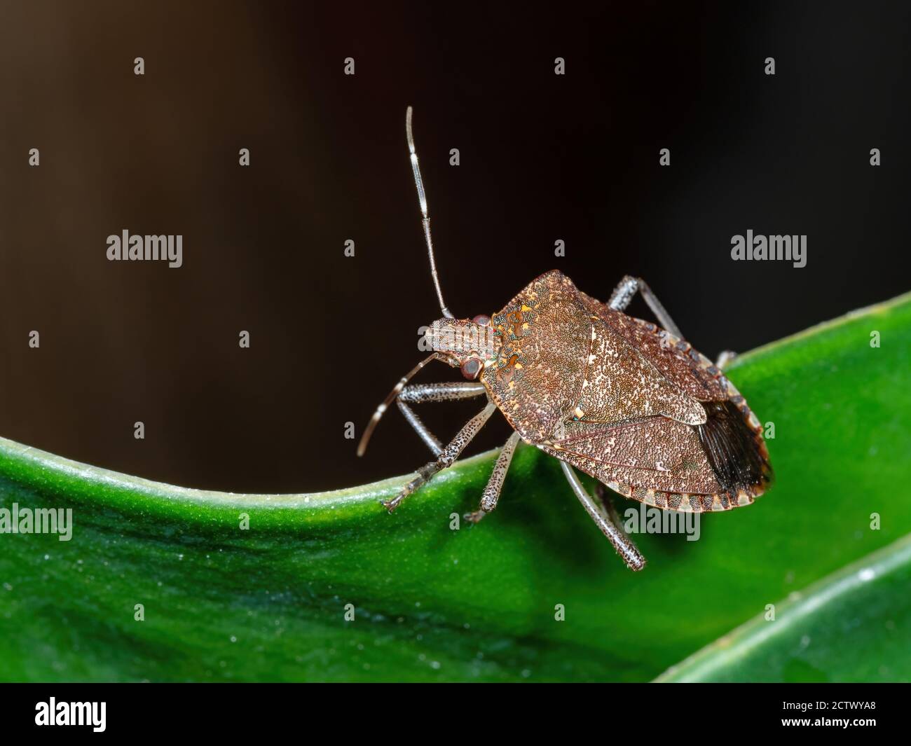 Macro Photography of Shield Bug on The Edge of The Leaf Stock Photo - Alamy