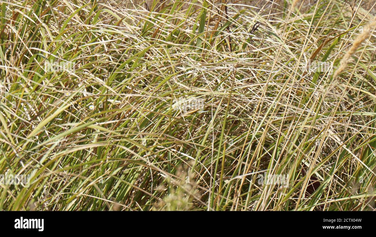 grass in the wind Stock Photo - Alamy