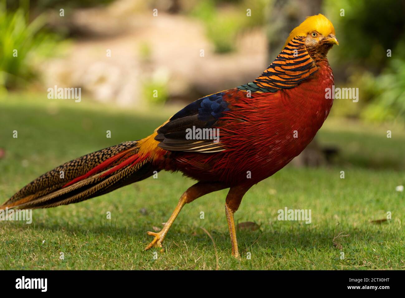 Multi Colored Pheasants