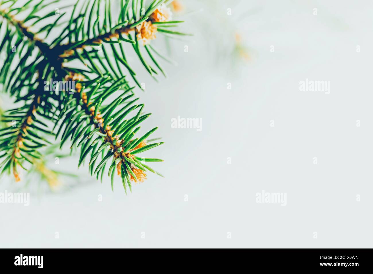 Sprig design hi-res stock photography and images - Alamy