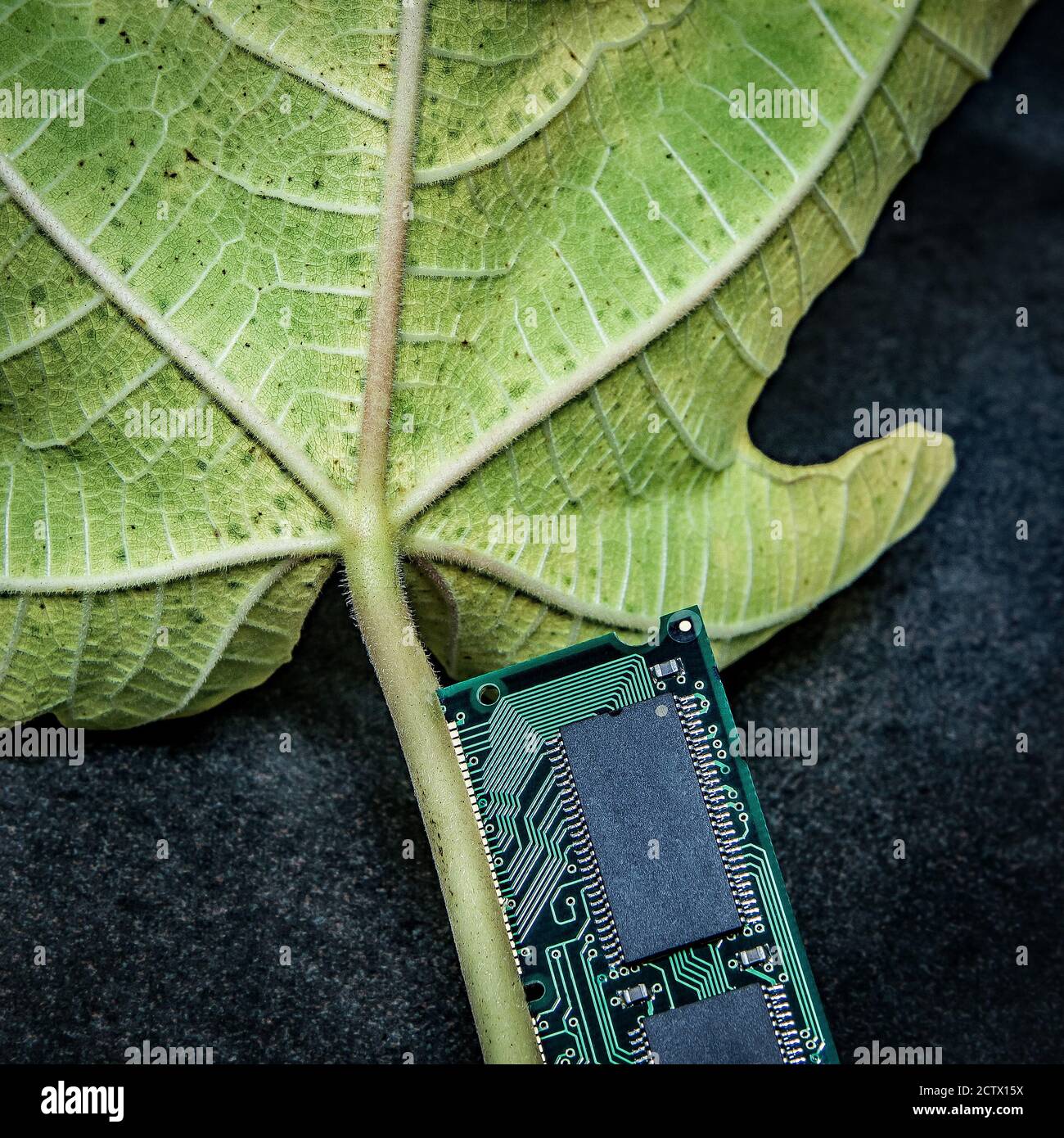 Green energy sustainable future leaf hi-res stock photography and ...