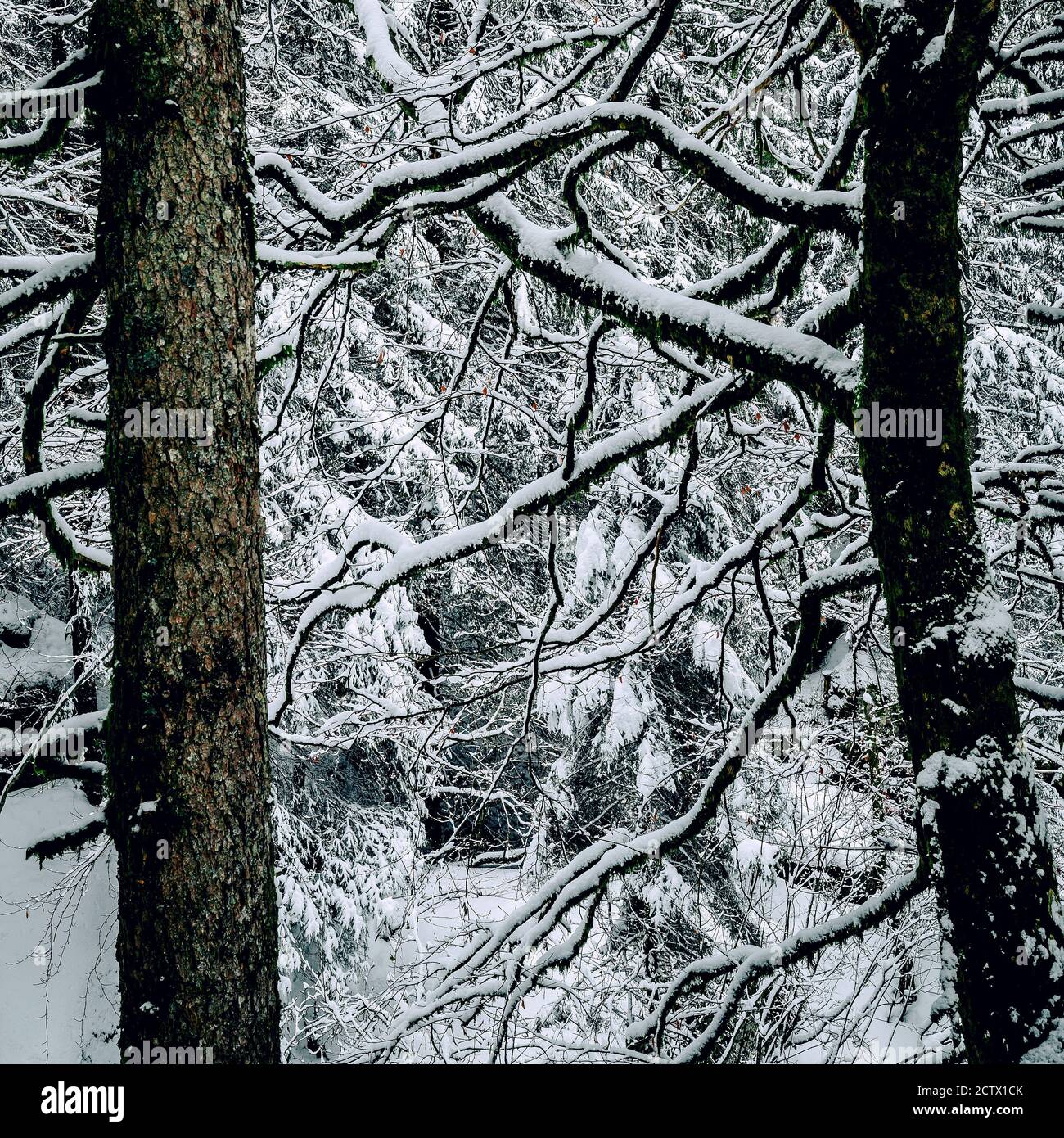 Ice covered beech trees hi-res stock photography and images - Alamy