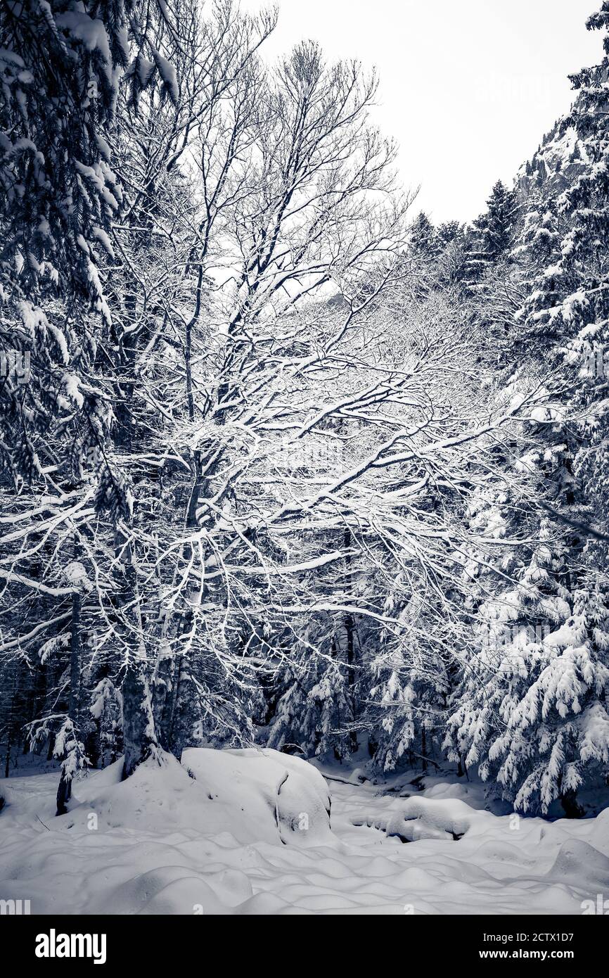 Weather beech hi-res stock photography and images - Alamy