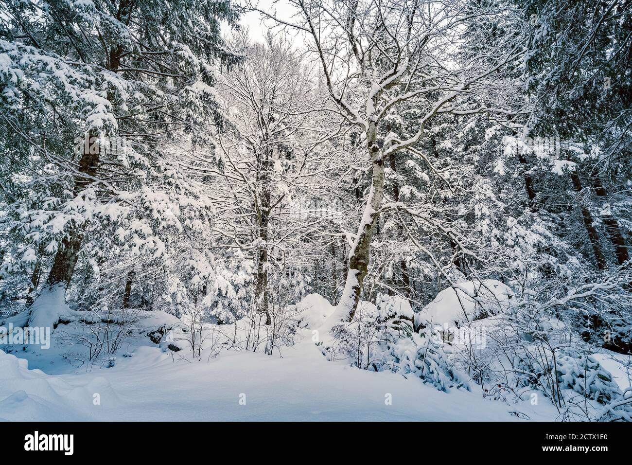 beech forest in winter landscape Stock Photo - Alamy