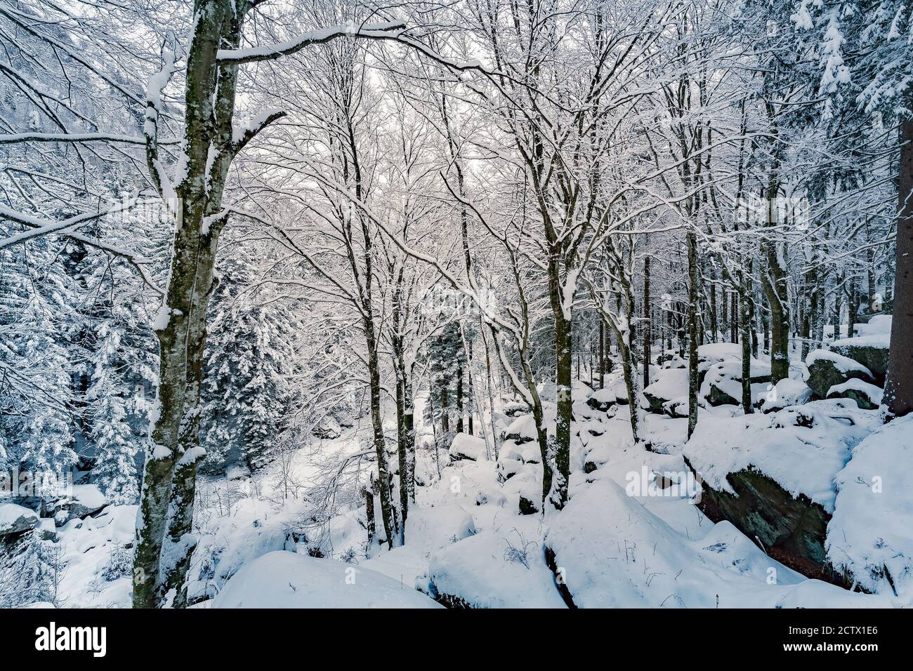 beech forest in winter landscape Stock Photo - Alamy