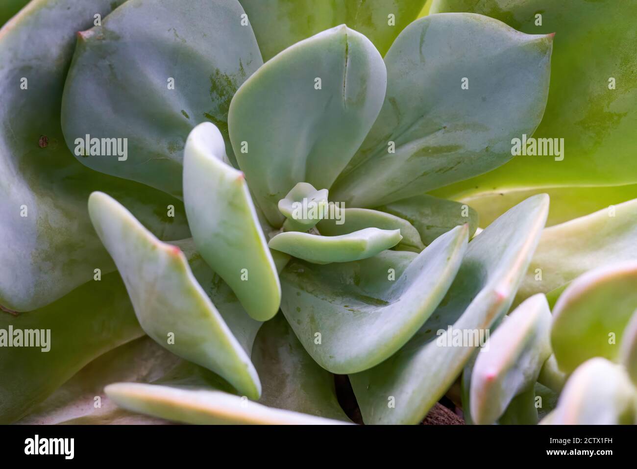 Succulents yellow foliage leaf leaves hi-res stock photography and ...