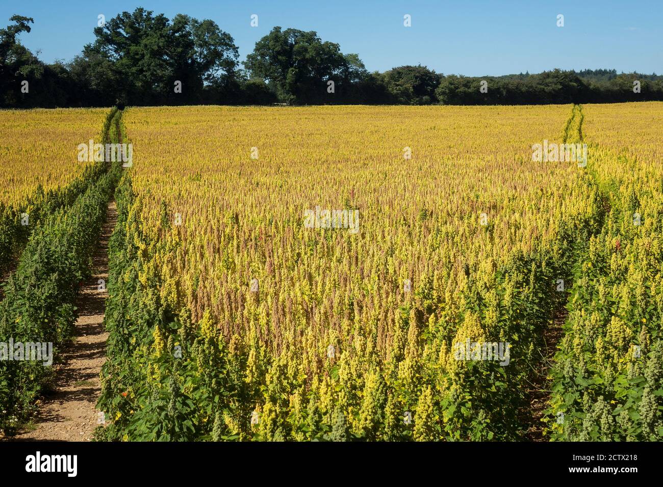 Field quinoa hi-res stock photography and images - Alamy