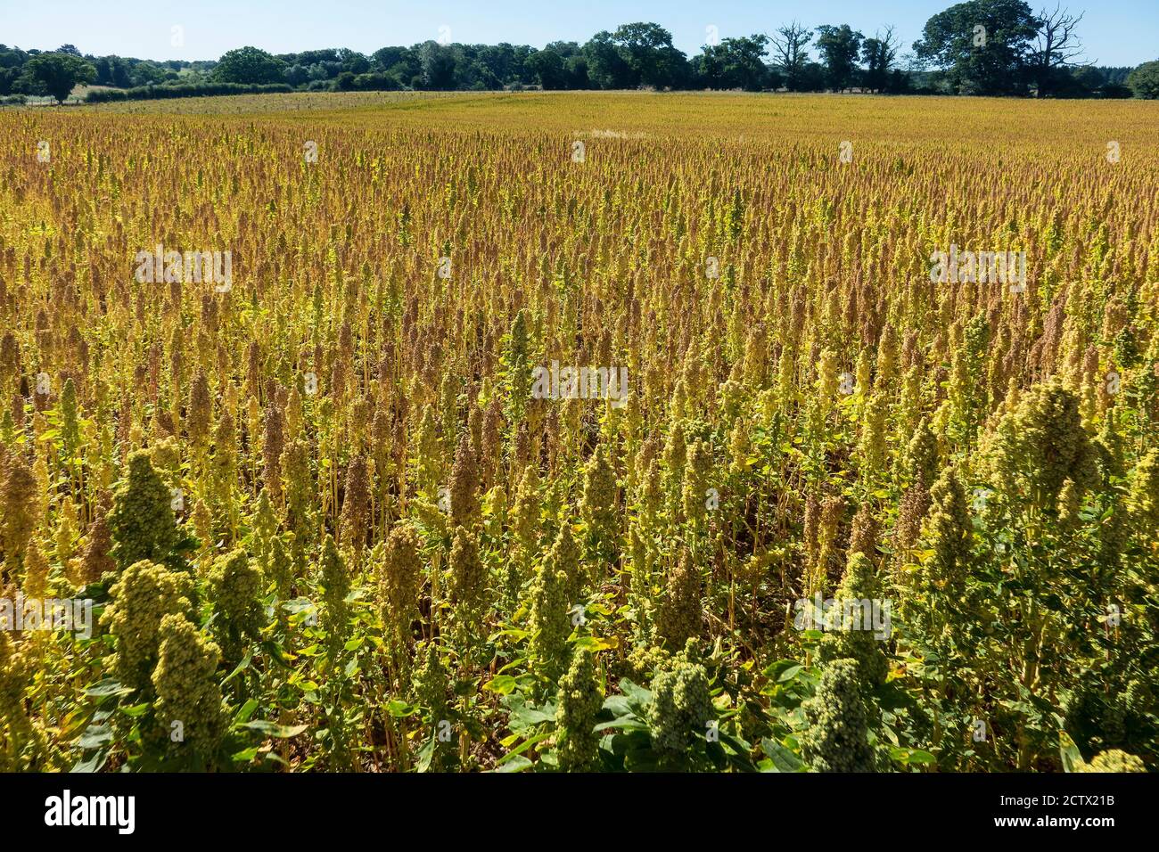 Field quinoa hi-res stock photography and images - Alamy