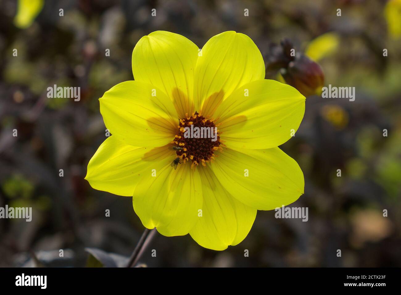Flower, Dahlia, Mystic Illusion Stock Photo - Alamy