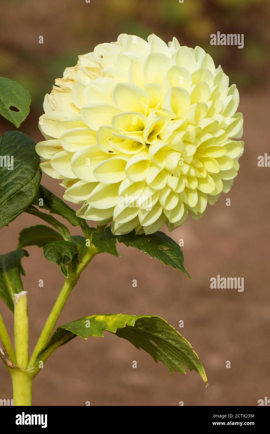 Dahlia boom boom yellow hi-res stock photography and images - Alamy
