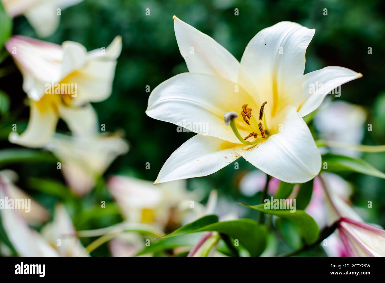 white lily flower garden. white Easter lily blooming in nature. Pretty ...