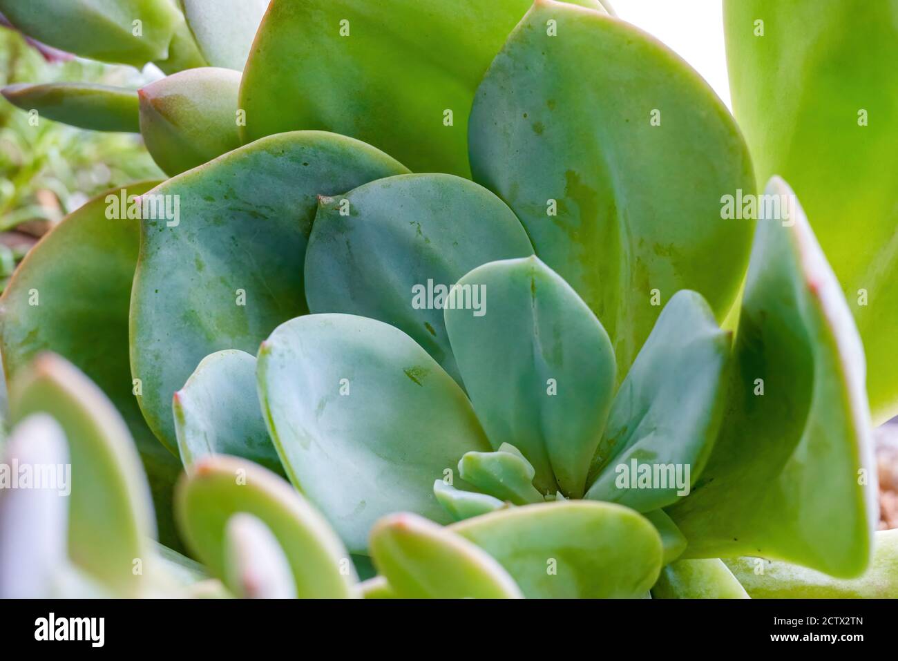 Thick leaves of a succulent Stock Photo - Alamy