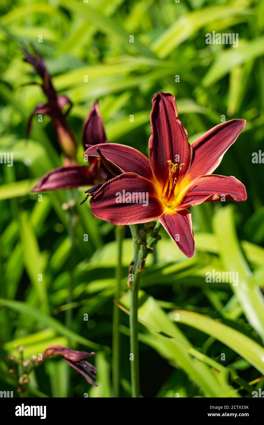 Red and yellow lilies hi-res stock photography and images - Alamy