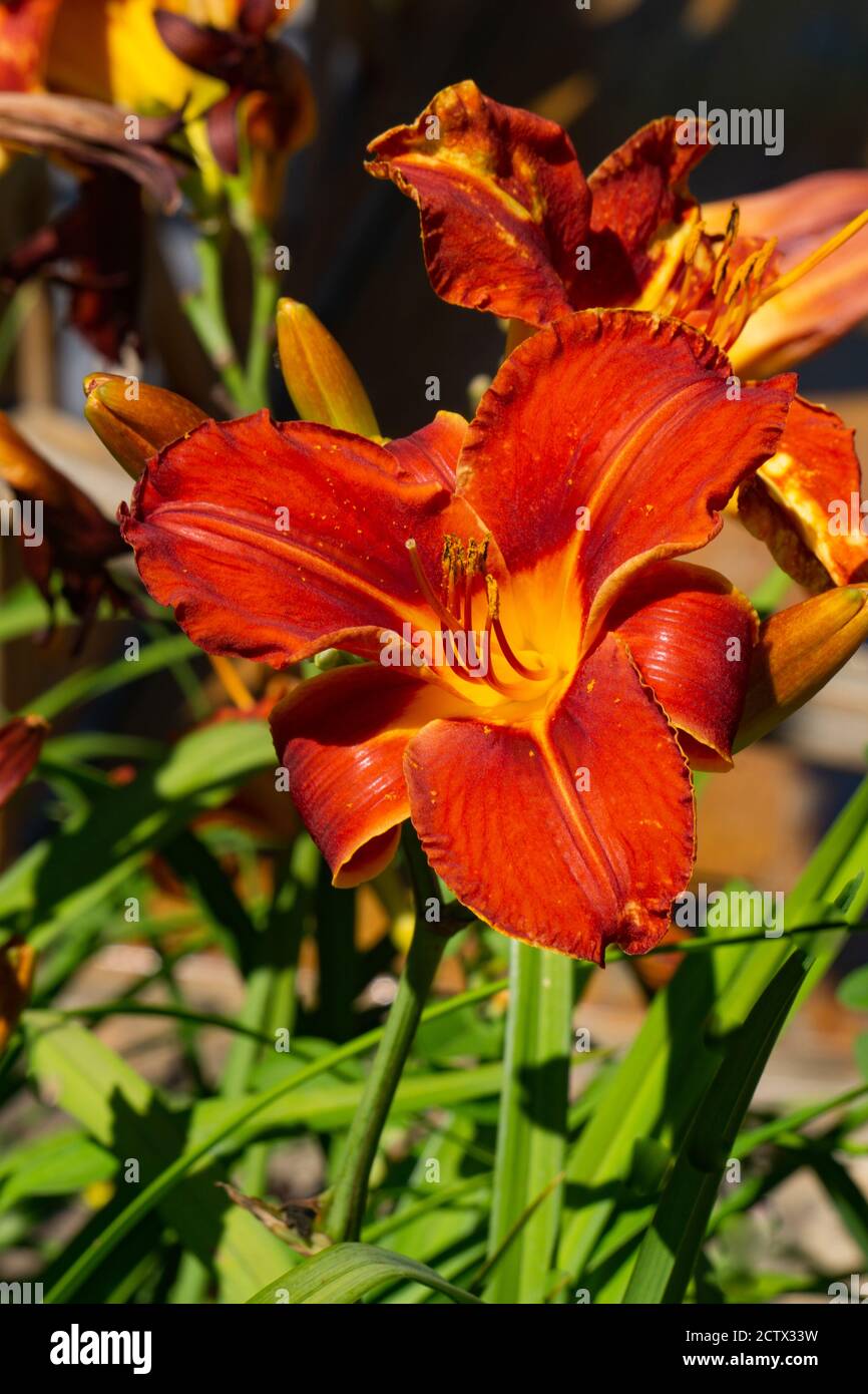 Beautiful red large flowers of lilies close-up Stock Photo - Alamy