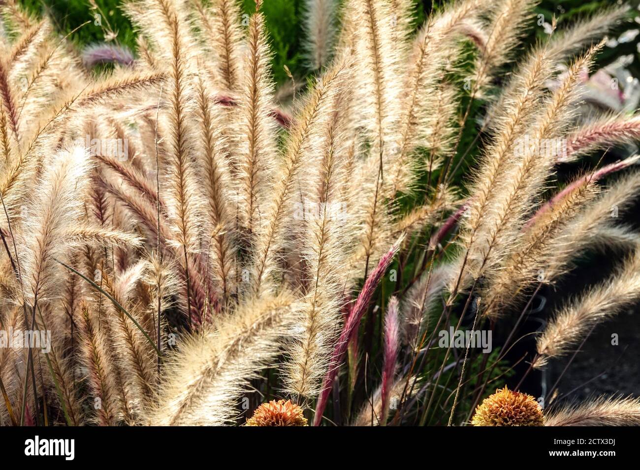 Fountain grass panicles Ornamental grasses flowers, Pennisetum ...