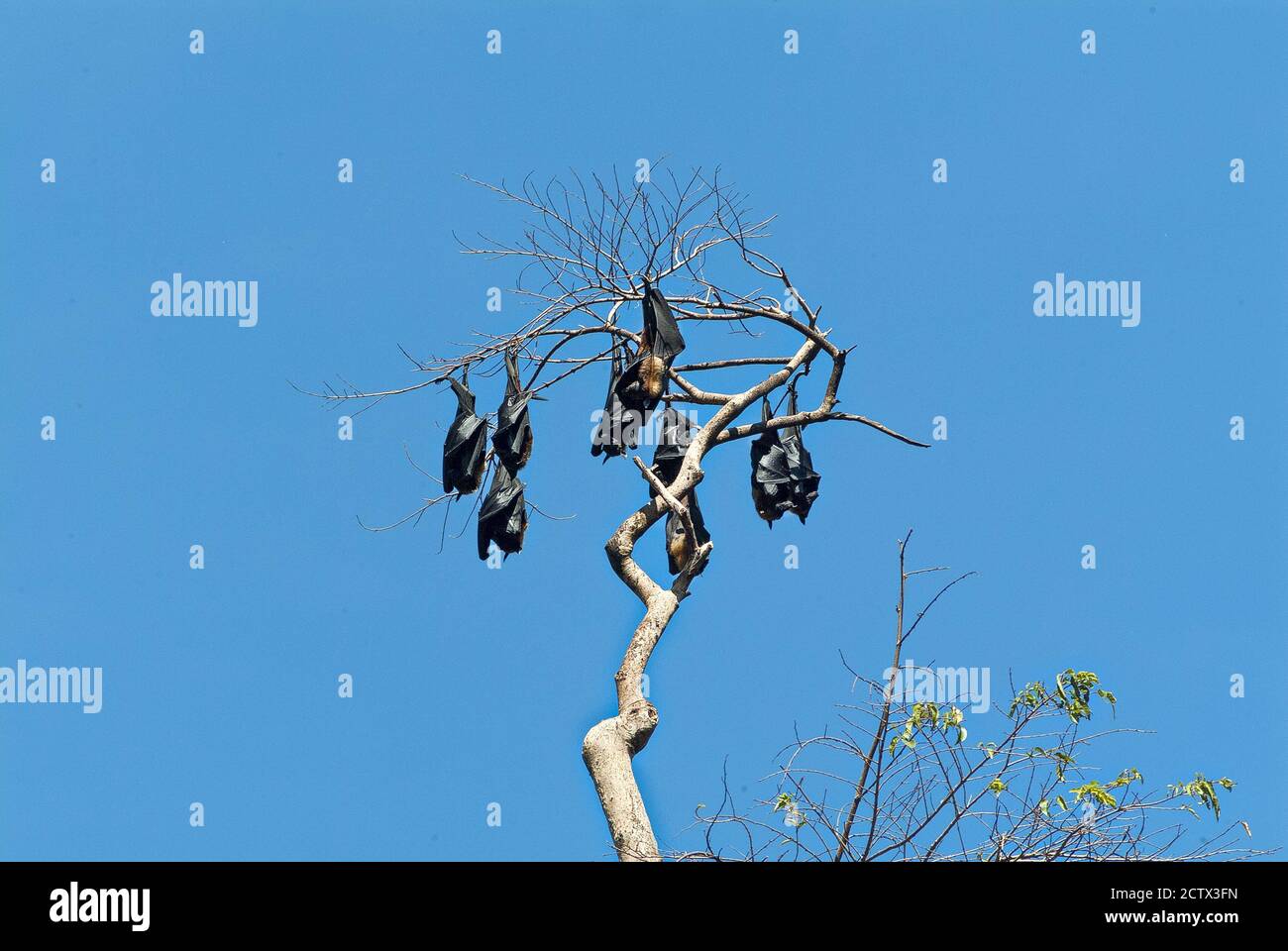 Bats in tree hi-res stock photography and images - Alamy