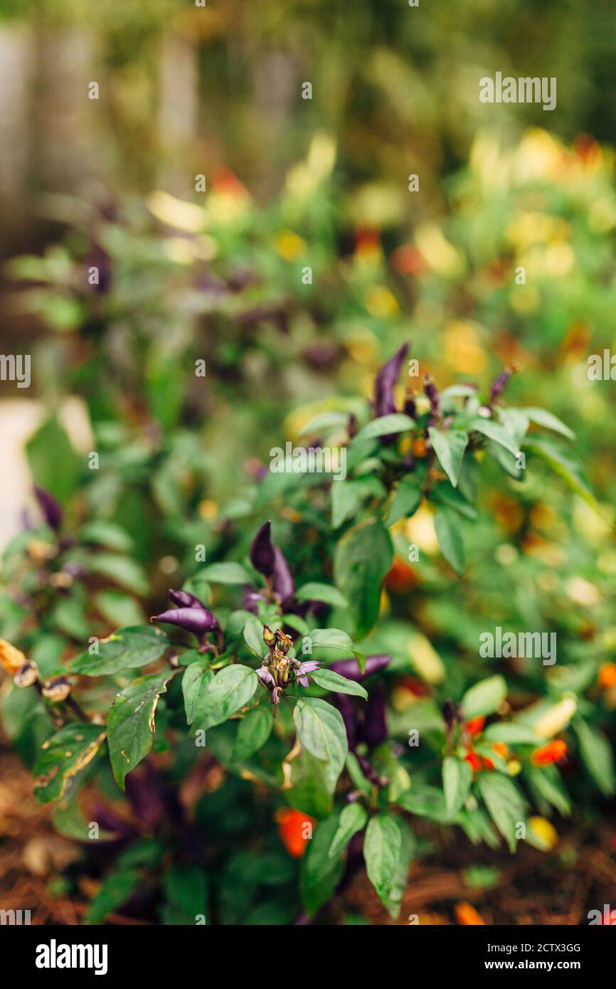 Bushes of hot pepper Masquerade of purple color on a blurred background ...