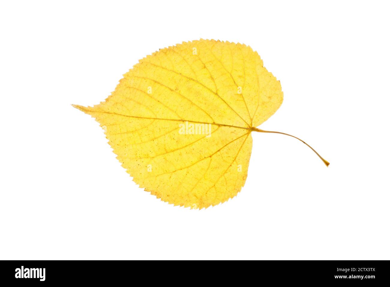 yellow autumn leaf isolated on white background Stock Photo - Alamy
