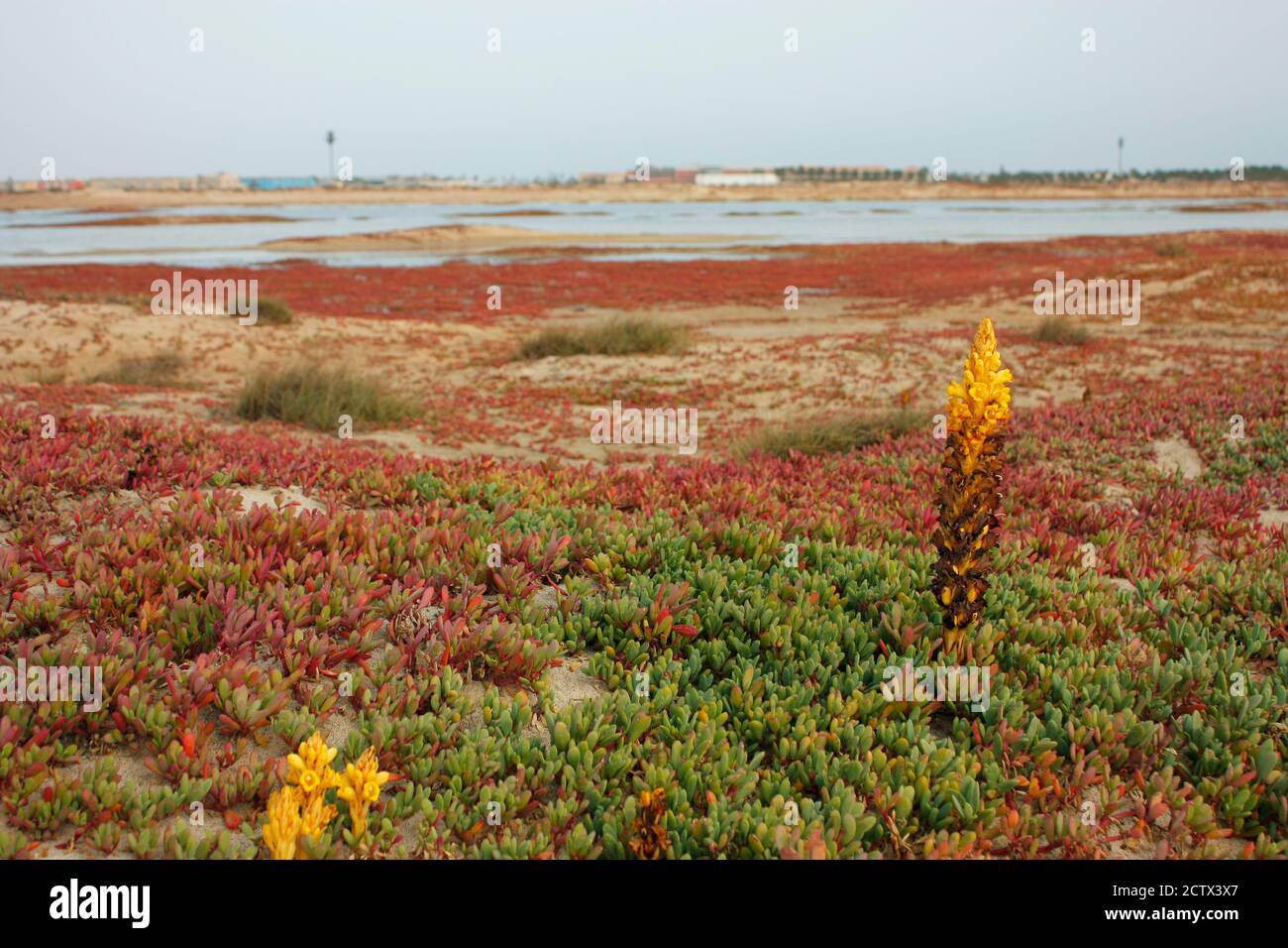 Plants growing in the sand hi-res stock photography and images - Alamy