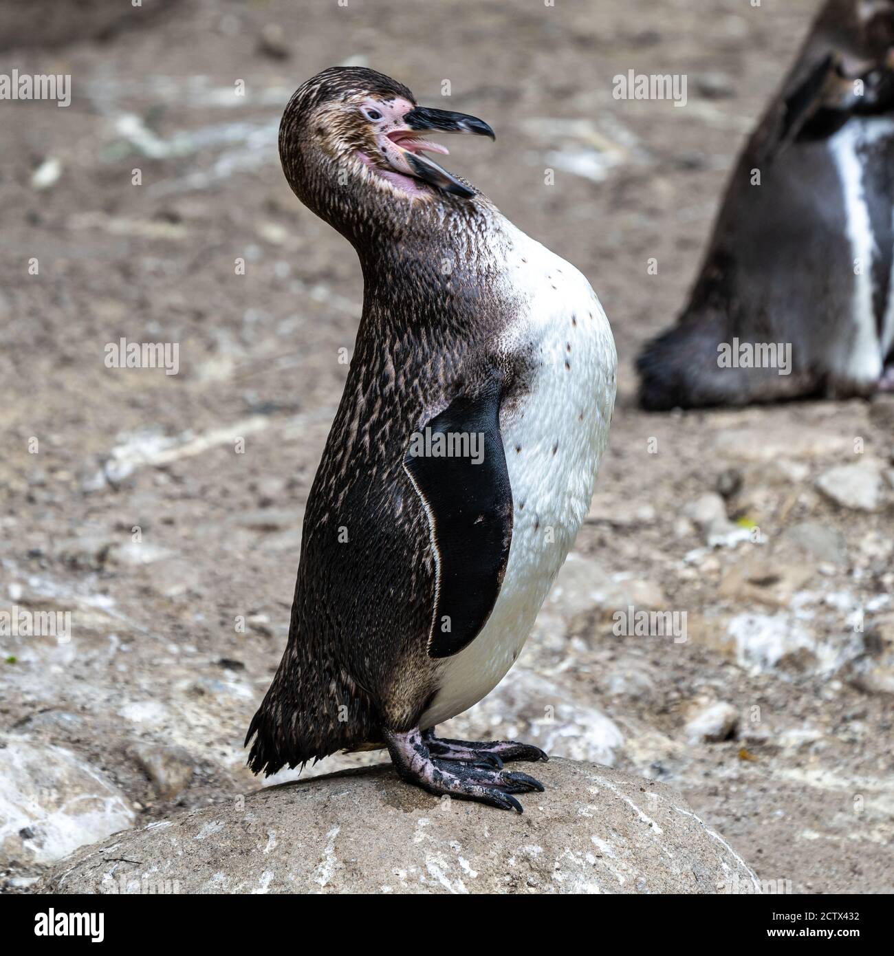 The Humboldt Penguin, Spheniscus humboldti also termed Peruvian penguin ...