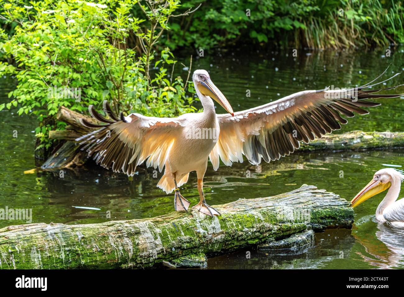 The Great White Pelican, Pelecanus onocrotalus also known as the rosy ...
