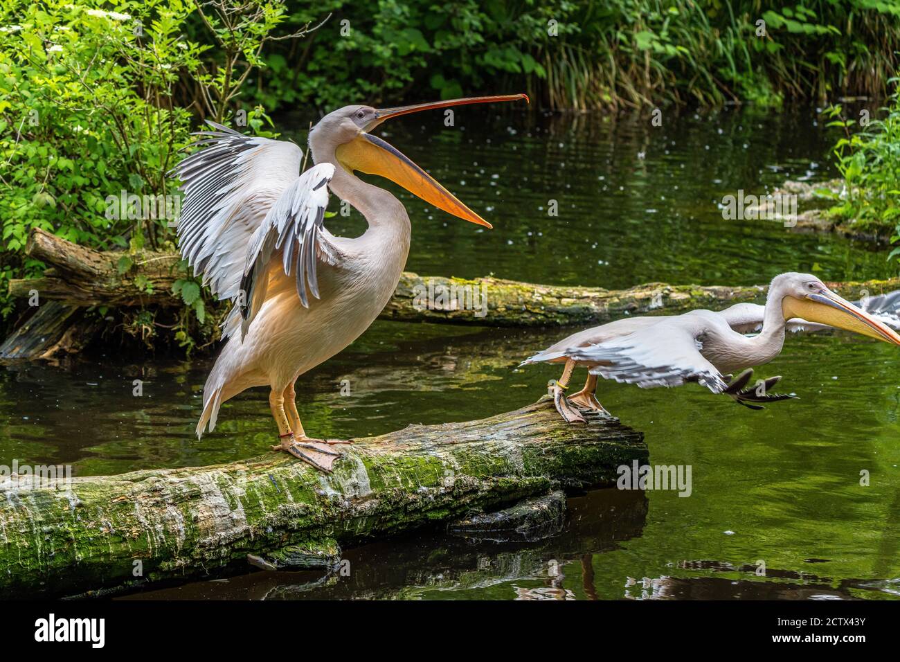 The Great White Pelican, Pelecanus onocrotalus also known as the rosy ...