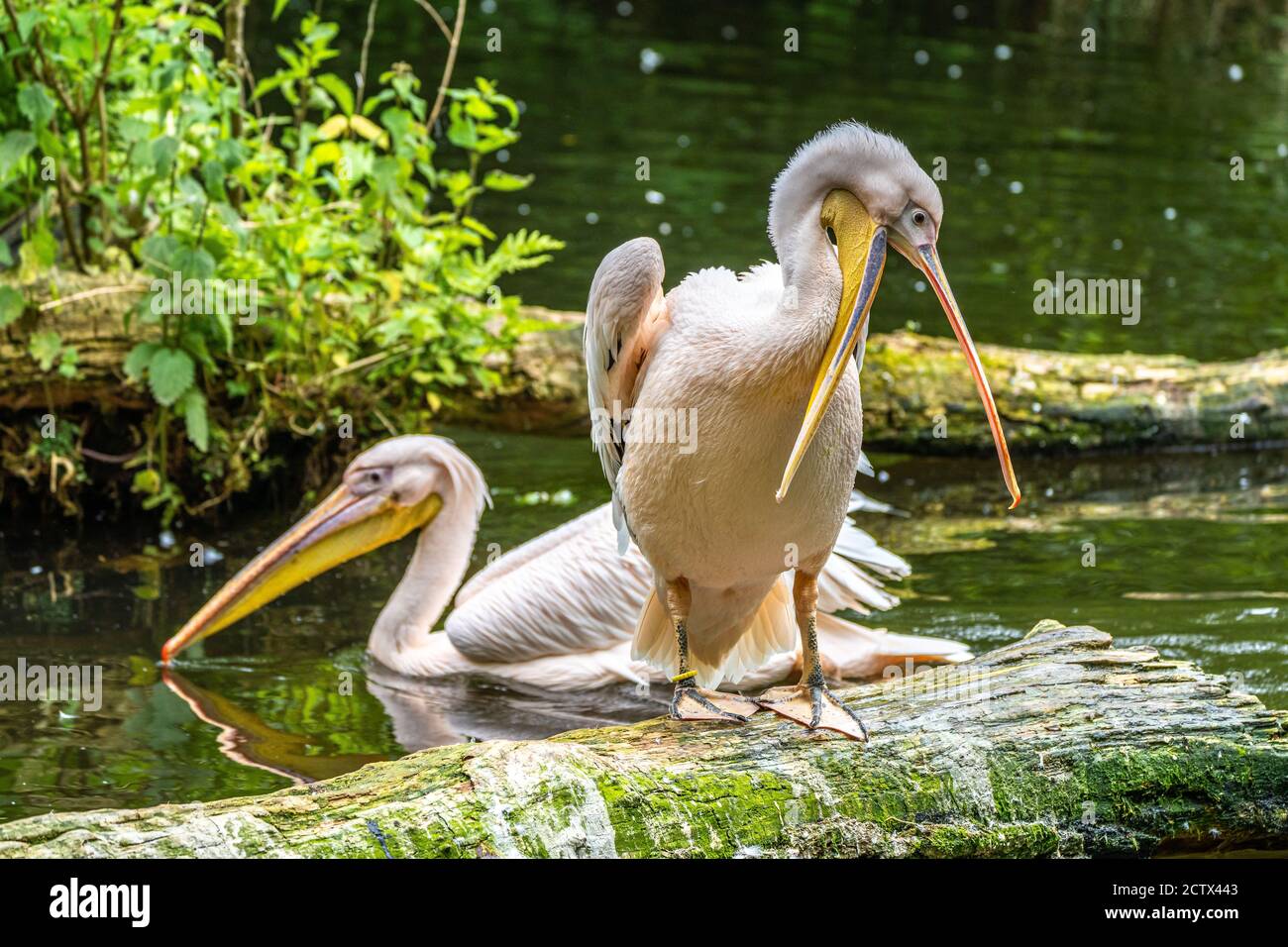 The Great White Pelican, Pelecanus onocrotalus also known as the rosy ...