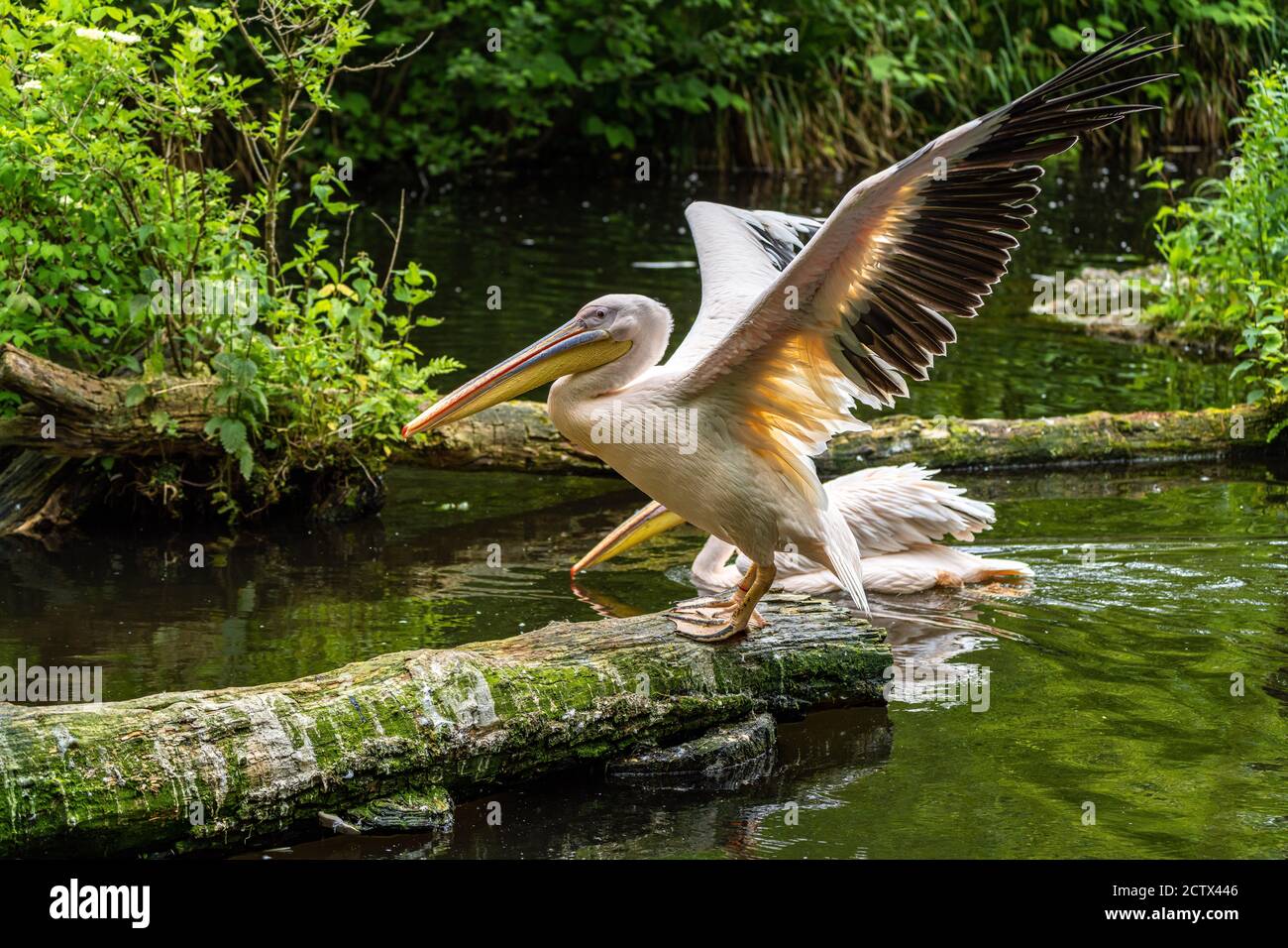 The Great White Pelican, Pelecanus onocrotalus also known as the rosy ...
