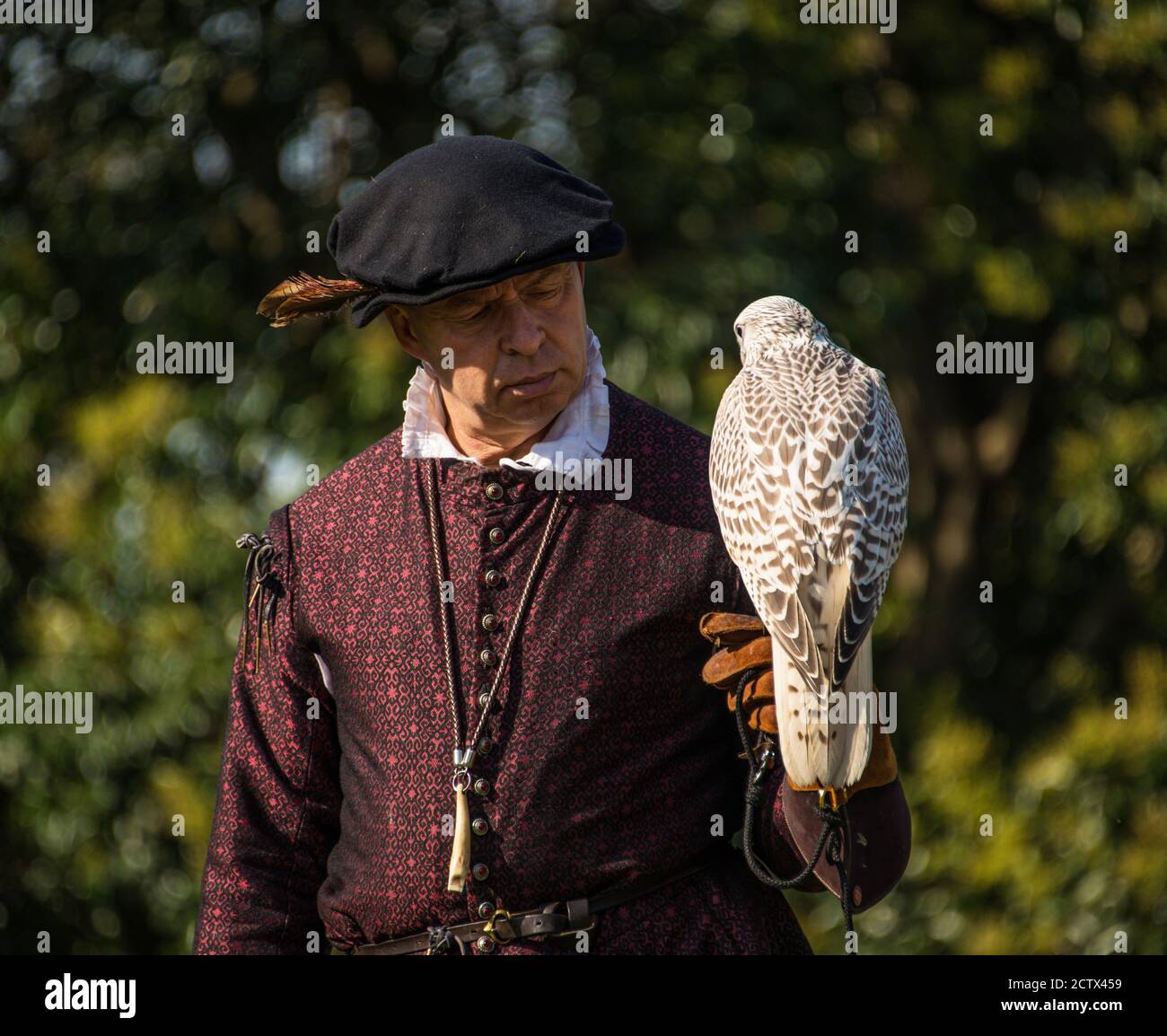 Falco Rusticolus Falconry Falconer High Resolution Stock Photography ...