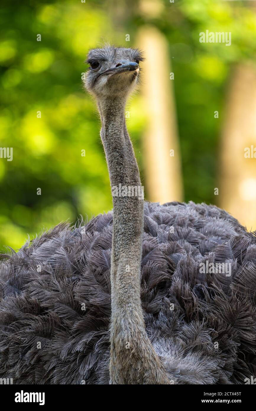 The common ostrich, Struthio camelus, or simply ostrich, is a species ...