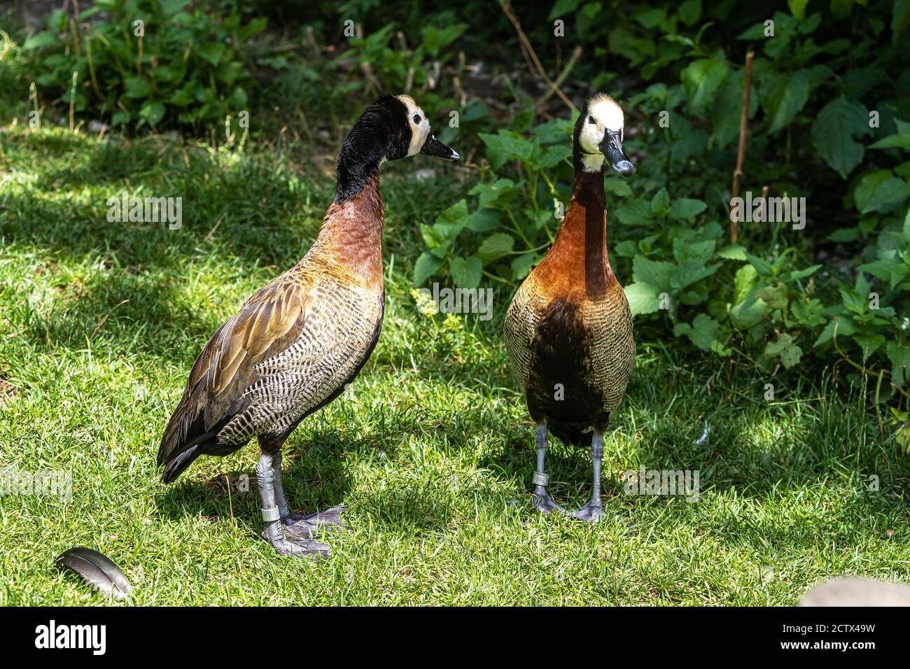 White-faced whistling duck, Dendrocygna viduata, noisy bird with a ...