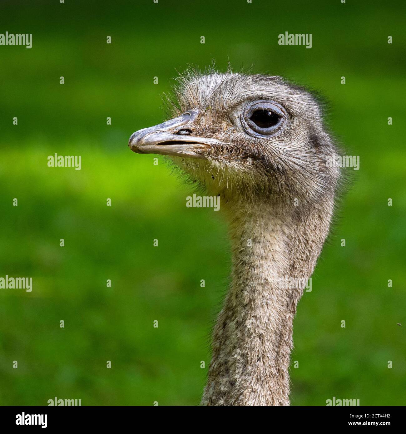 Darwin's rhea, Rhea pennata also known as the lesser rhea. It is a ...
