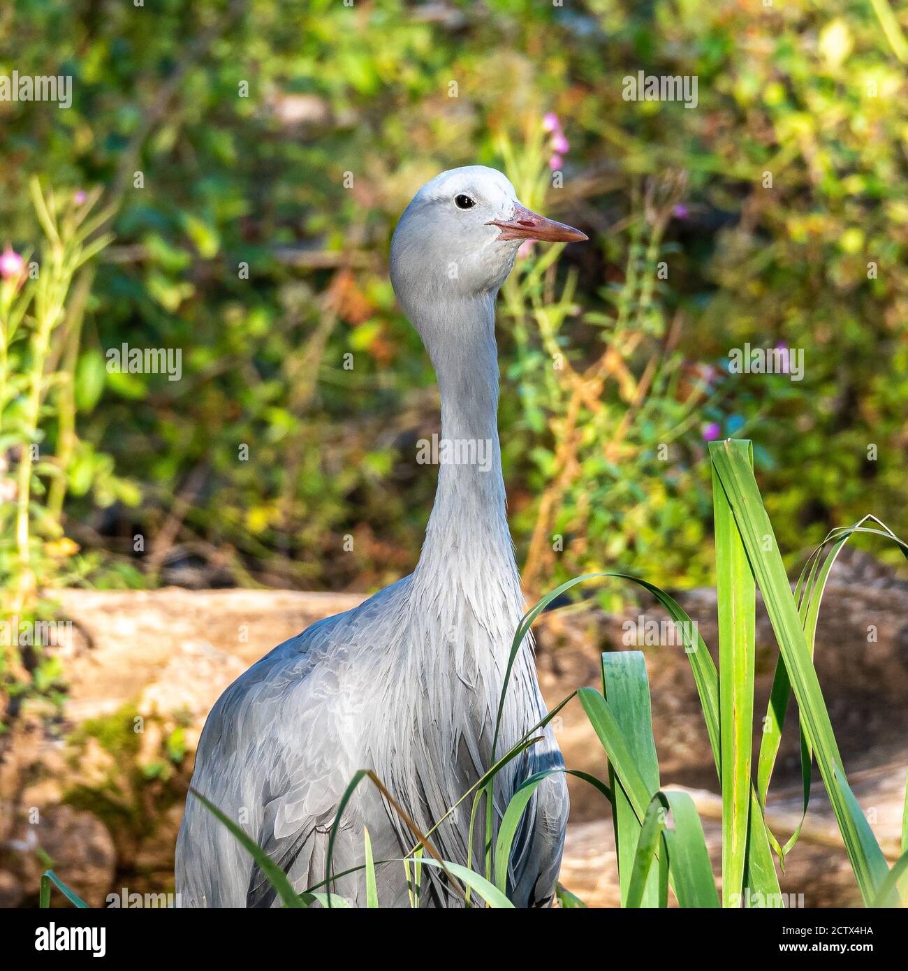 The Blue Crane, Grus paradisea, is an endangered bird specie endemic to ...