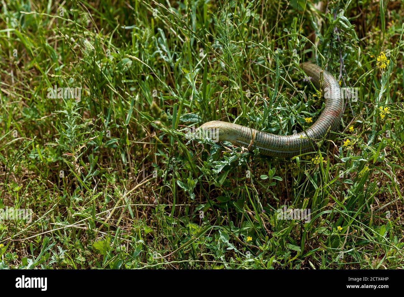 The lizard Ophisaurus apodus, a legless lizard. The yellow slider has ...