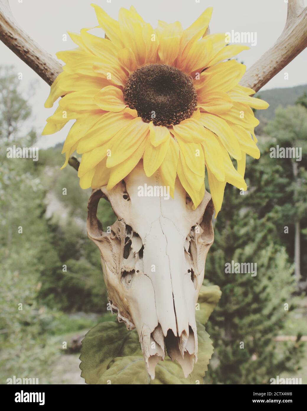 arizona mount decor Stock Photo - Alamy