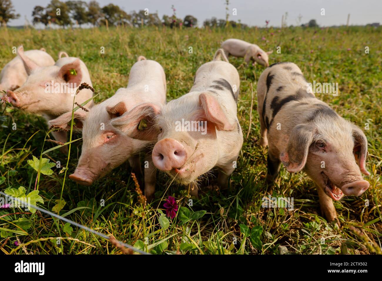 Kamp-Lintfort, North Rhine-Westphalia, Germany - Organic farming NRW ...